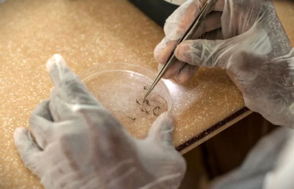 How Genomic surveillance can help eliminate malaria in Bangladesh by 2030